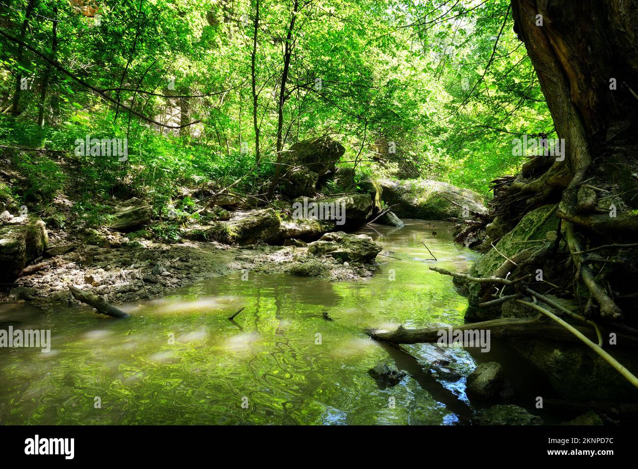Woodland streamlet hi-res stock photography and images - Alamy