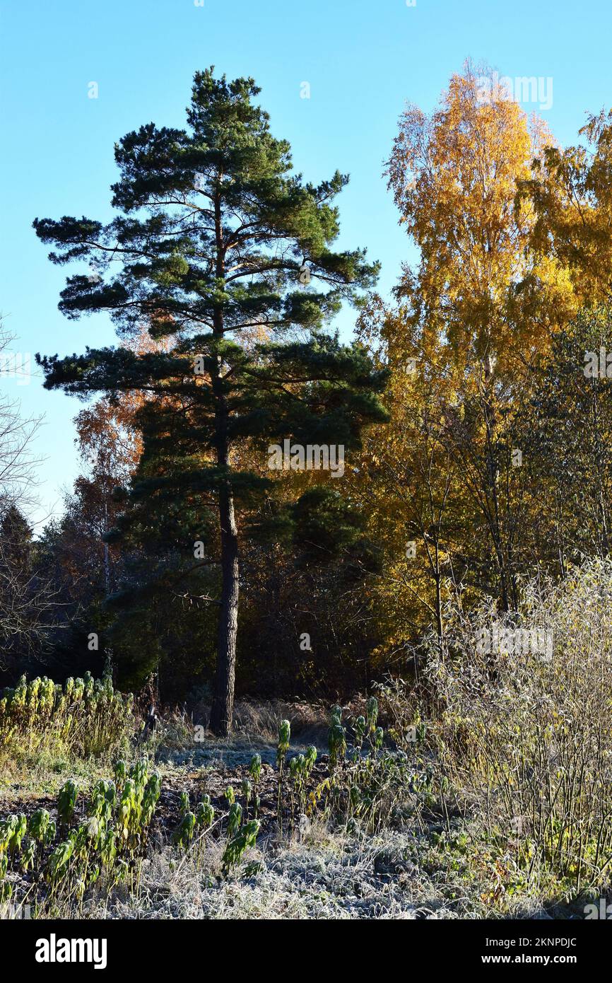 A vertical shot of the forest in the autumn Stock Photo - Alamy