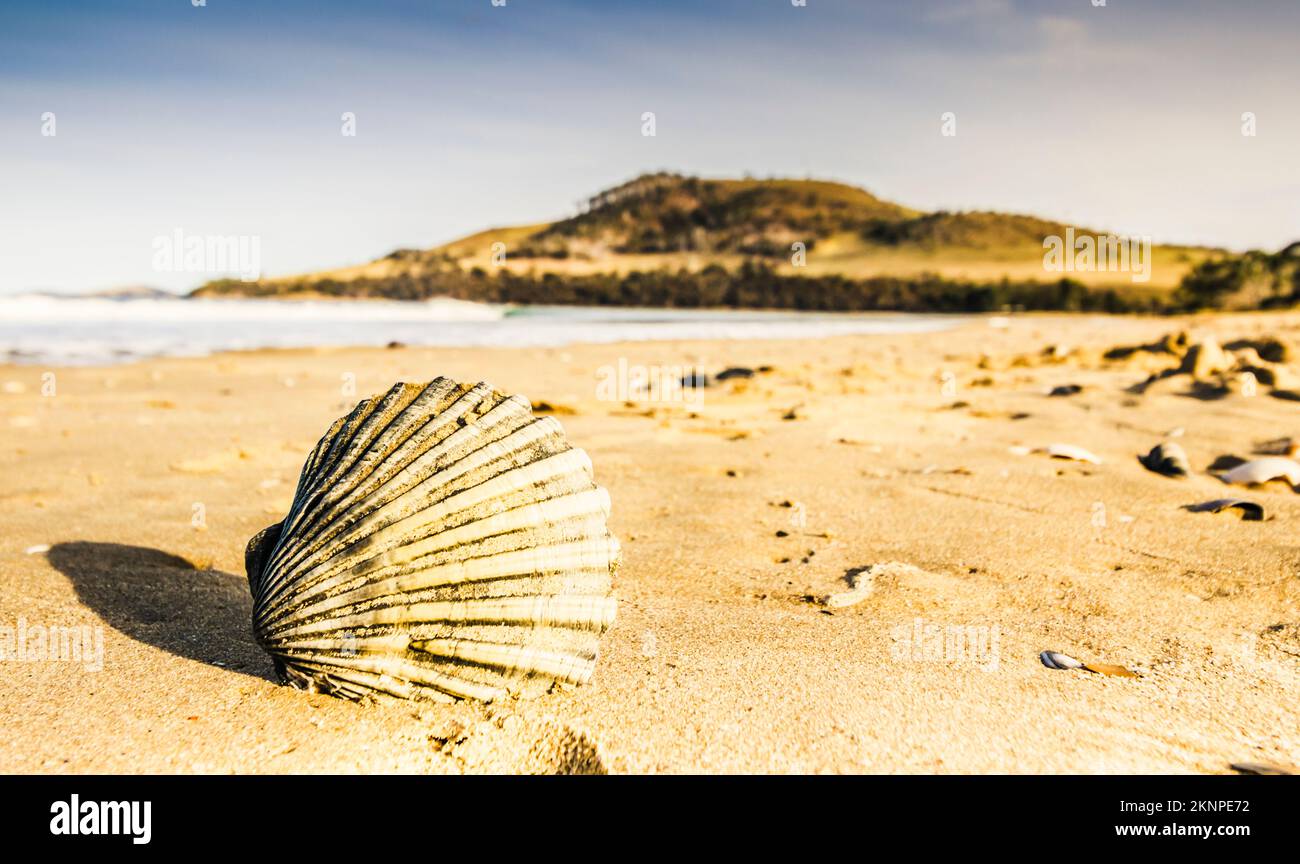 Harmonious low beach landscape of a shell nestled in the sand on a ...