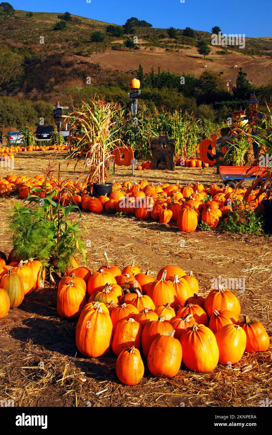 Pumpkins and fall decorations at a patch in Half Moon Bay, California ...