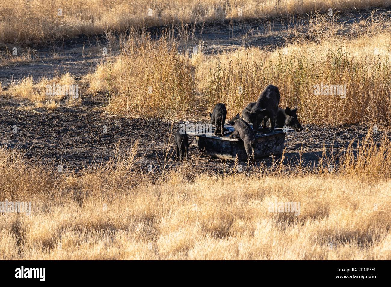 The Invasive wild pigs seen along the Cal-Bodfish road near dark Stock ...