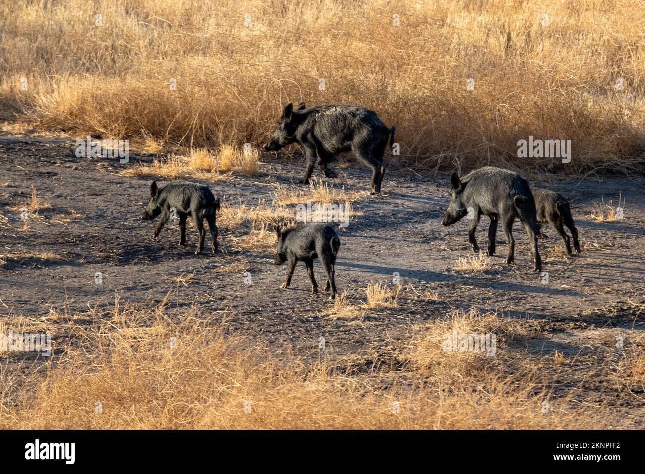 The Invasive wild pigs seen along the Cal-Bodfish road near dark Stock ...