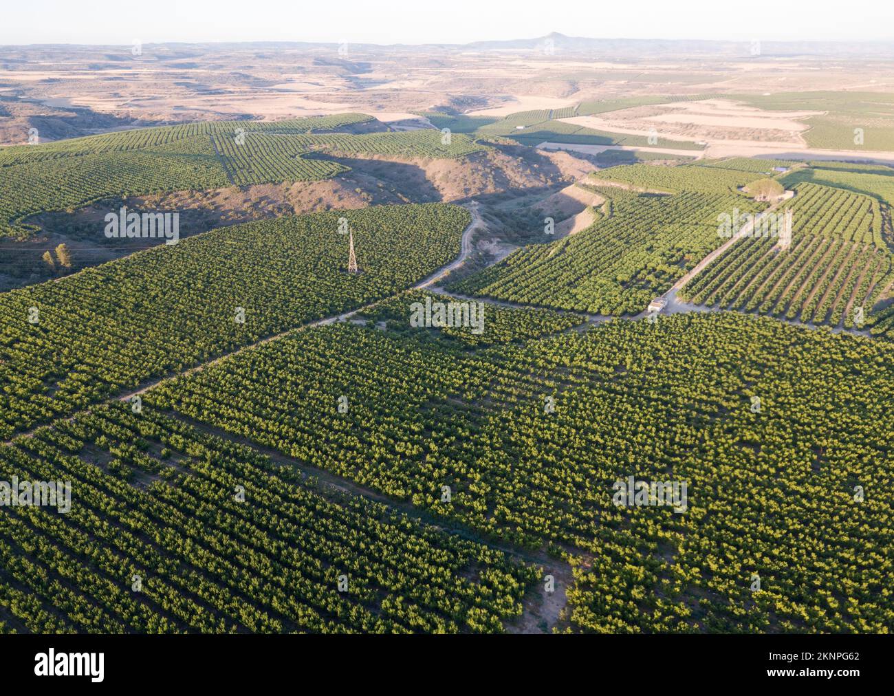 Peach trees grove hi-res stock photography and images - Alamy