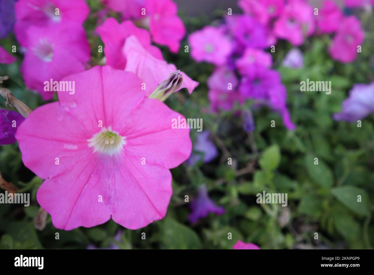 A top view closeip of beautiful pink petunias, surfinia flower Stock ...