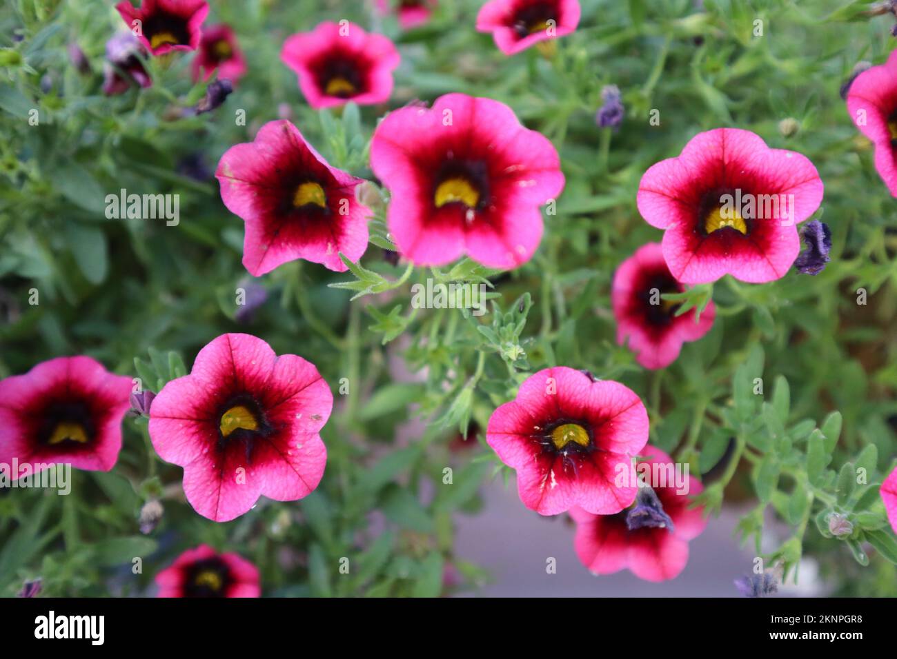 A top view closeup of pink million bells, Calibrachoa flowers captured ...
