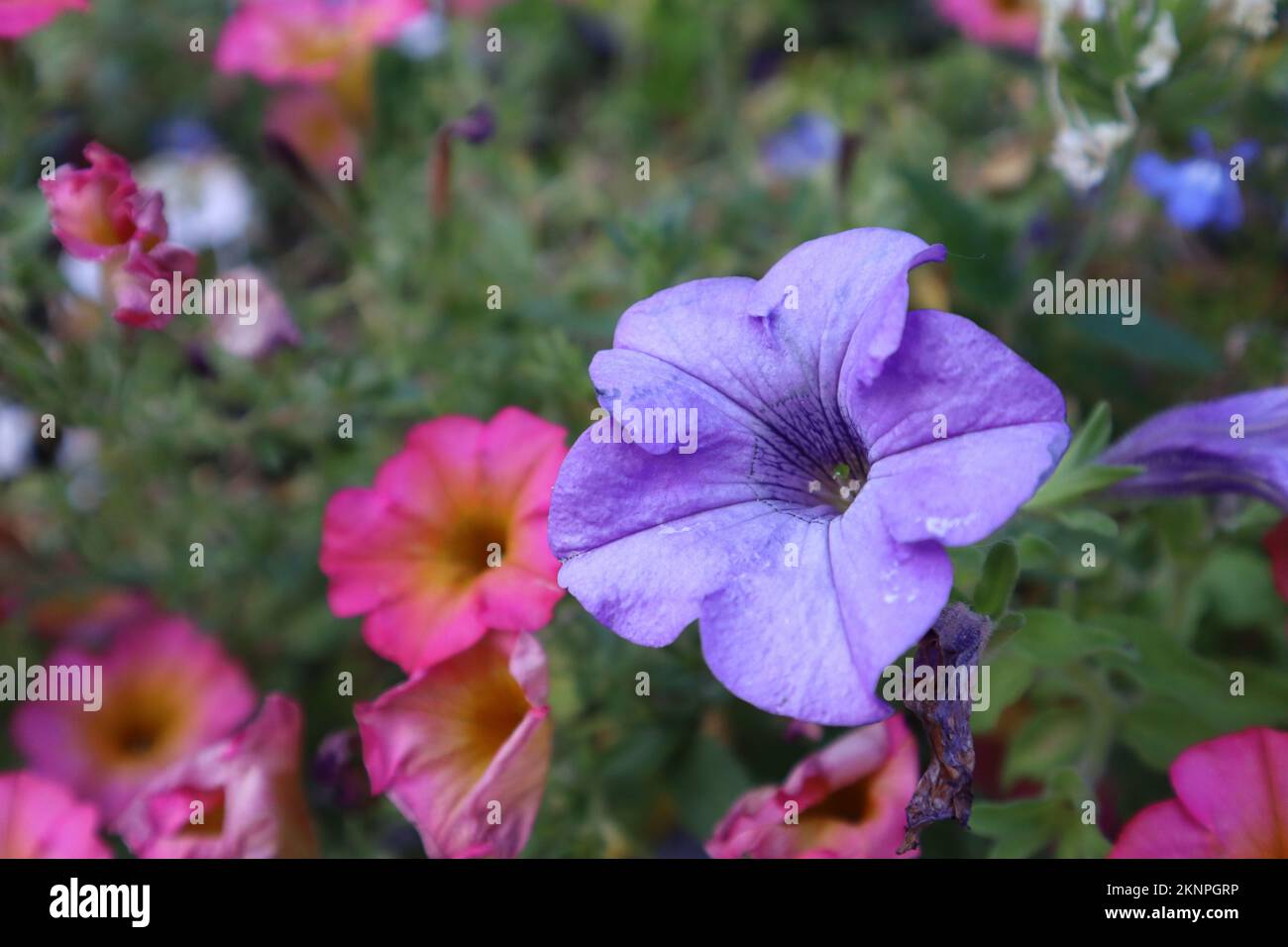 A top view closeup of beautiful pink petunias and one blue petunia ...