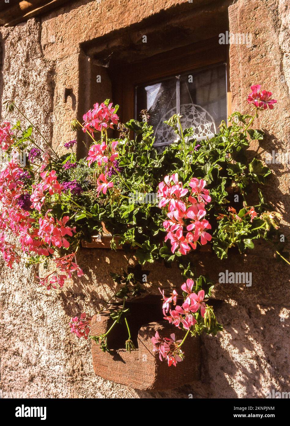 A view of the plants and flowers on a building exterior Stock Photo - Alamy