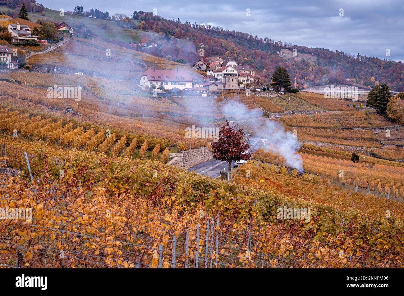 Plant branches burning in the fire. Lavaux vineyard, mountain and Lake ...