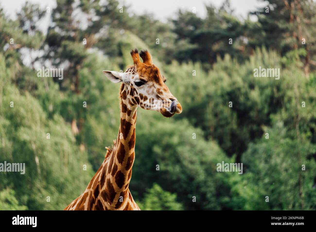 A closeup of a Nubian giraffe, Giraffa camelopardalis sticking its ...