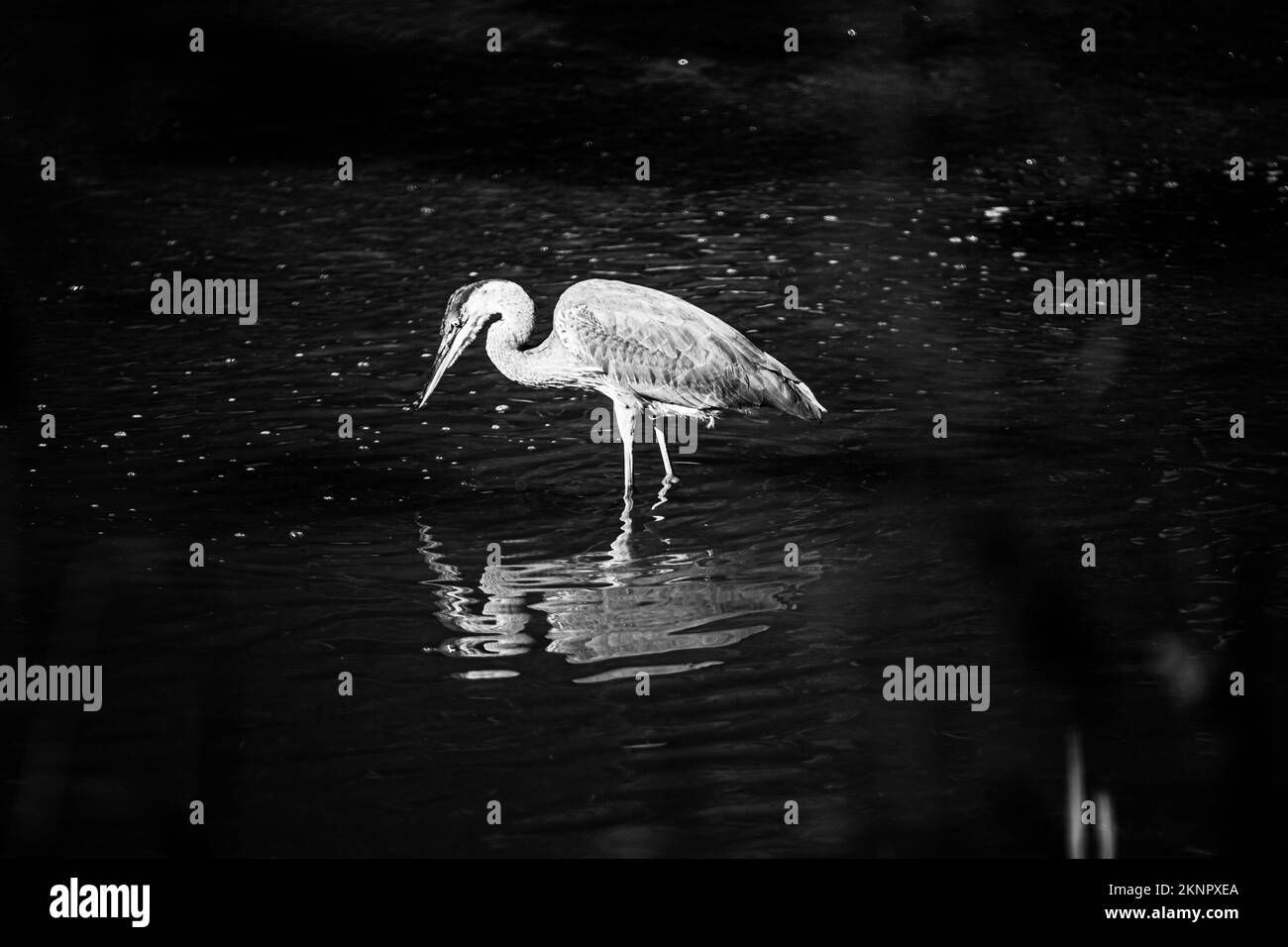 A grayscale of a heron bird on a river Stock Photo - Alamy