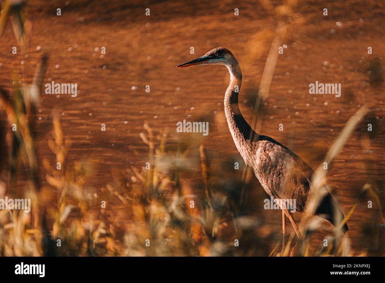 A heron bird near a river Stock Photo - Alamy