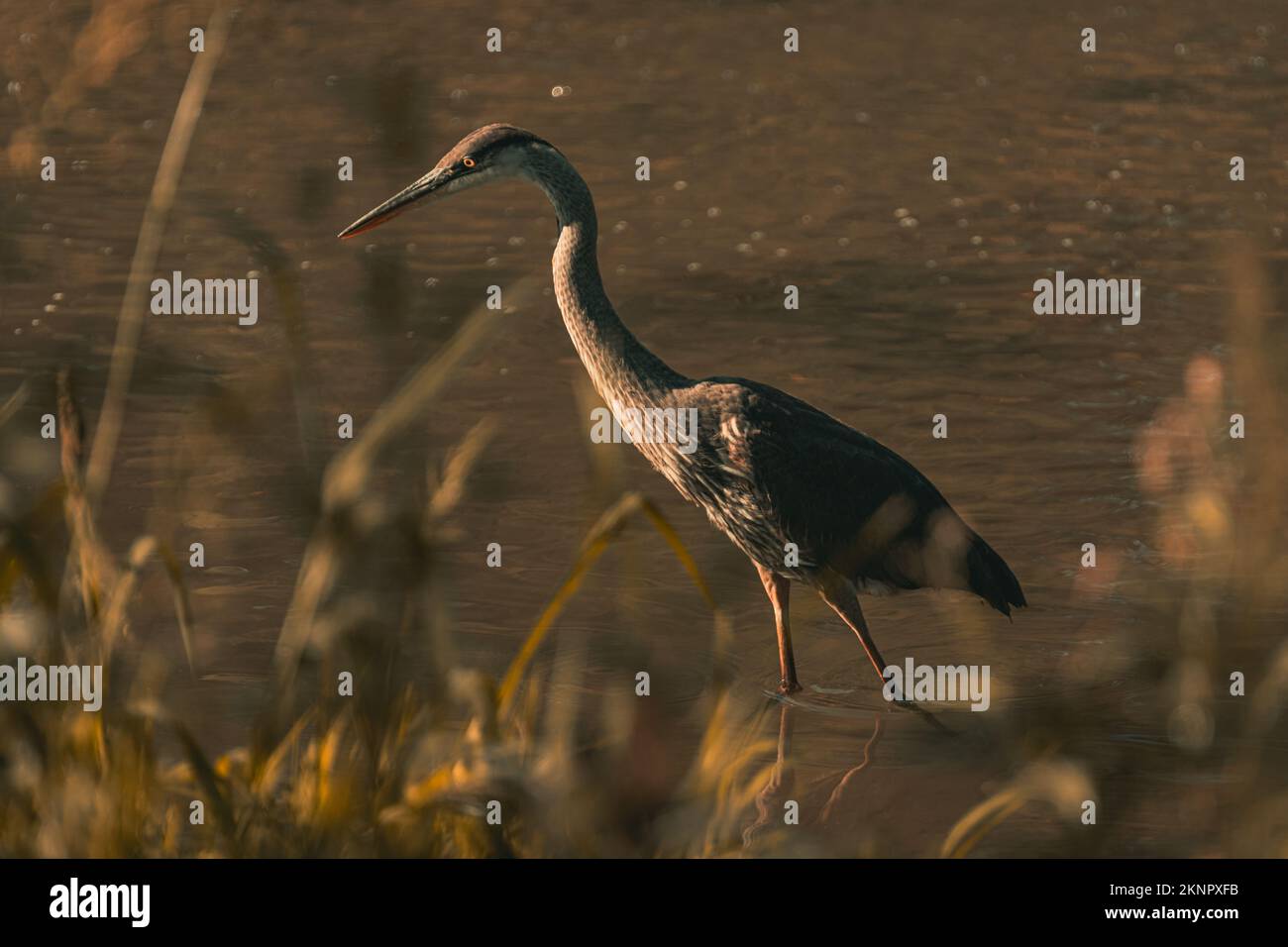 A heron bird near a river Stock Photo - Alamy