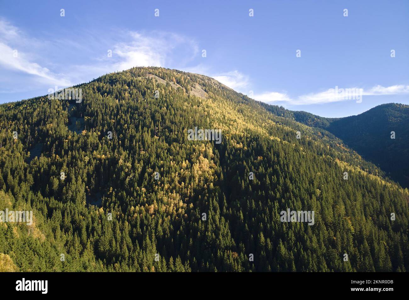 Aerial view of hillside with dark spruce forest trees at fall bright ...