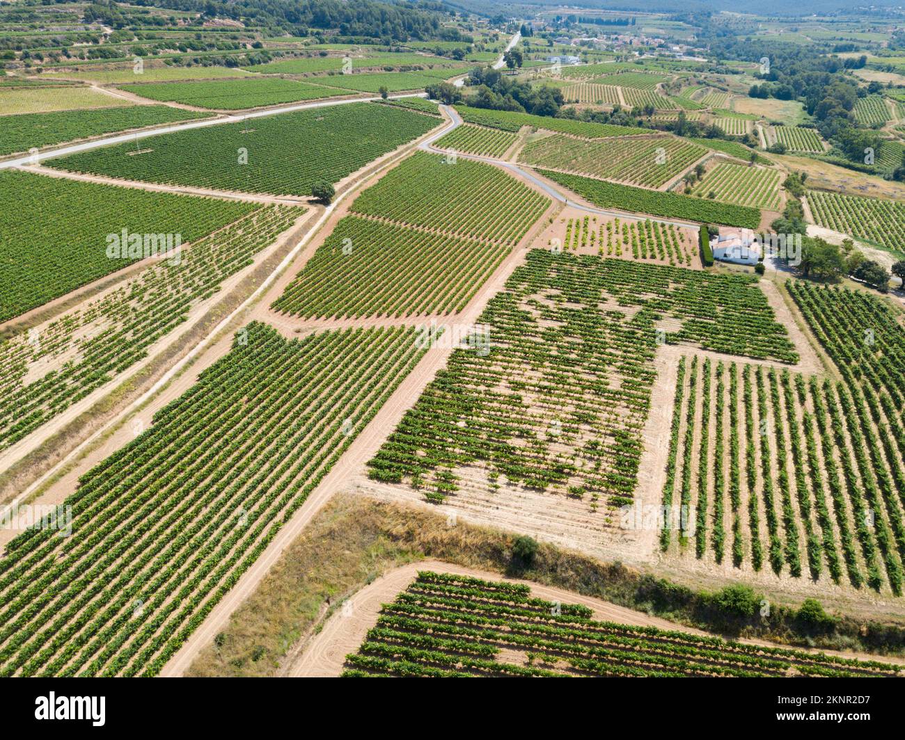 Aerial view of vineyard plantations Stock Photo - Alamy