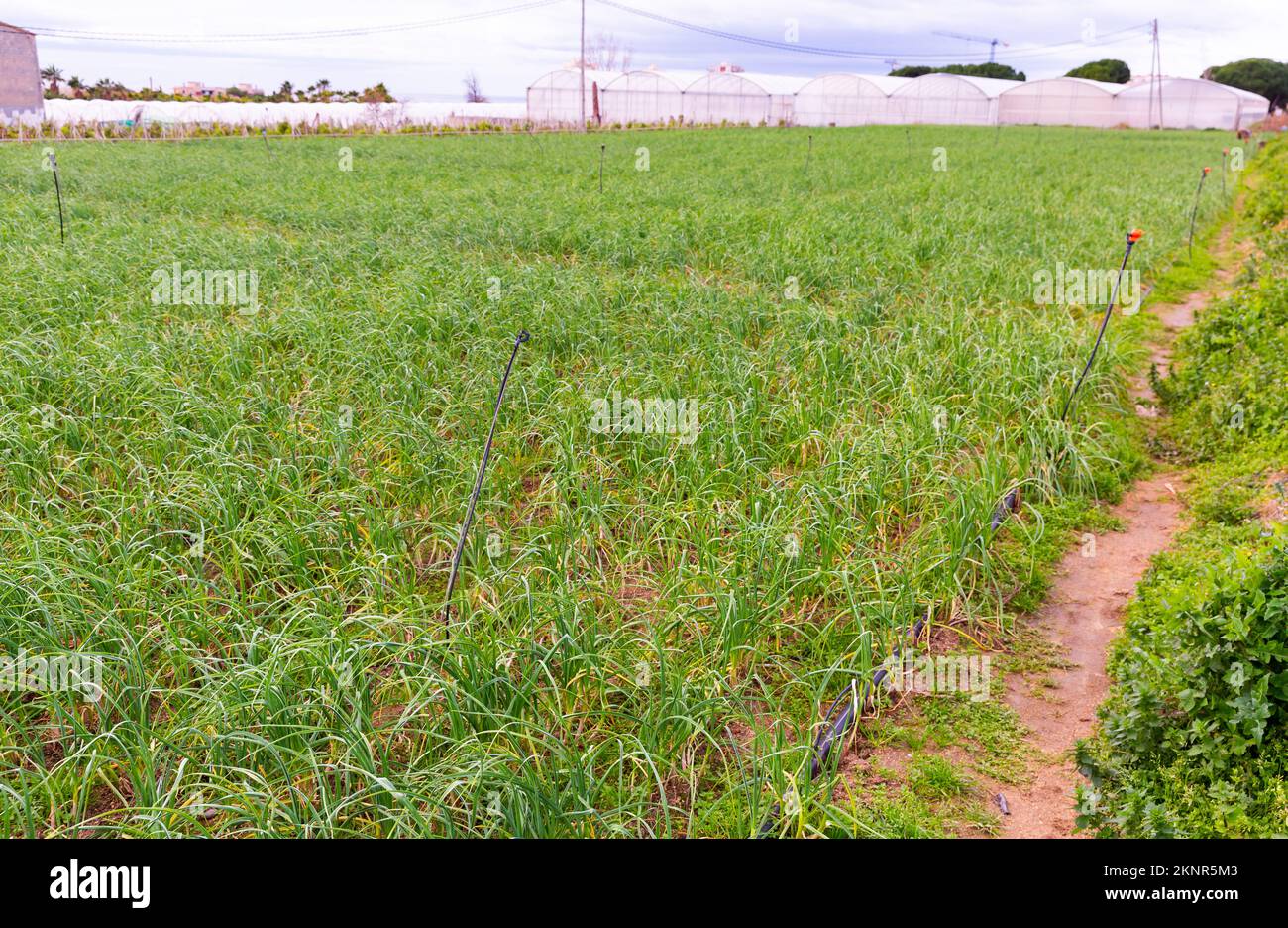 Rows of harvest of garlic on farm field Stock Photo - Alamy