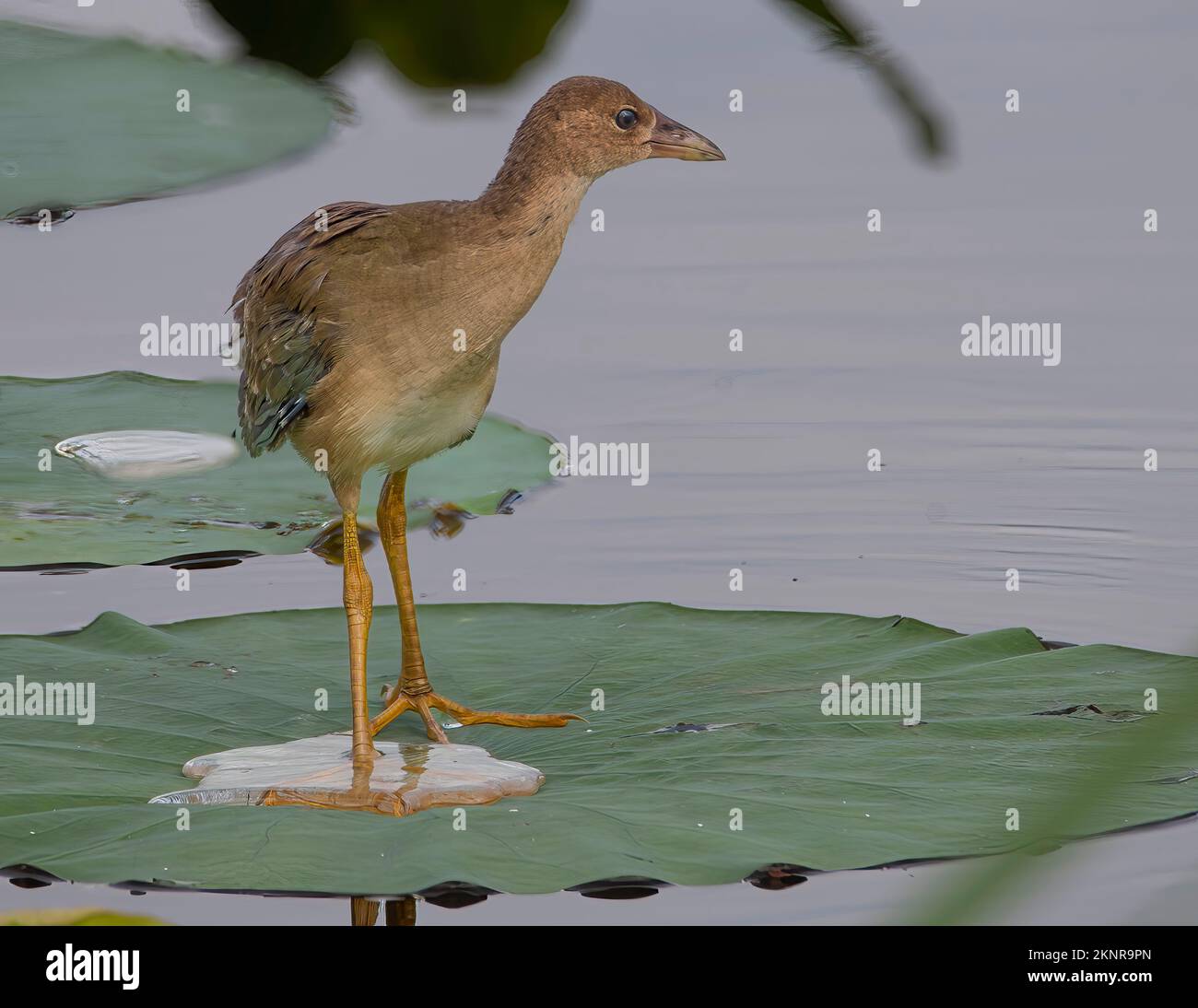 Moorhen on lake hi-res stock photography and images - Alamy