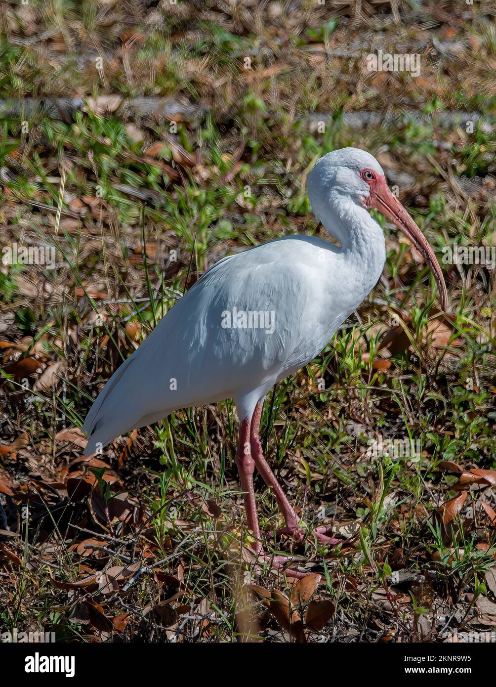 Ibis wetland bird standing in a swamp looking for food Stock Photo - Alamy