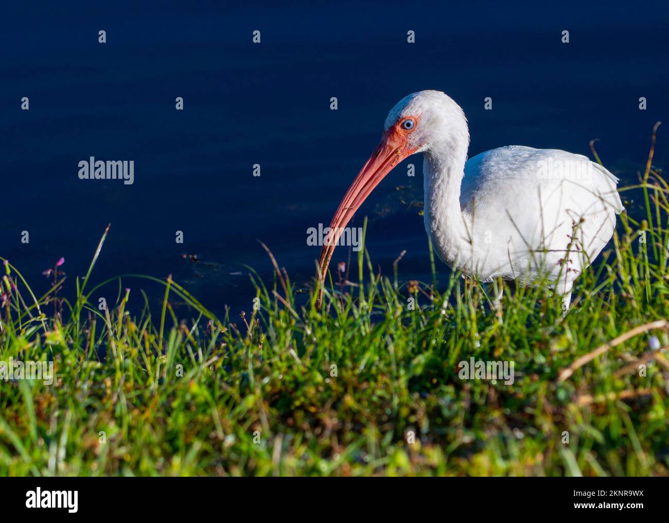 Ibis wetland bird standing in a swamp looking for food Stock Photo - Alamy