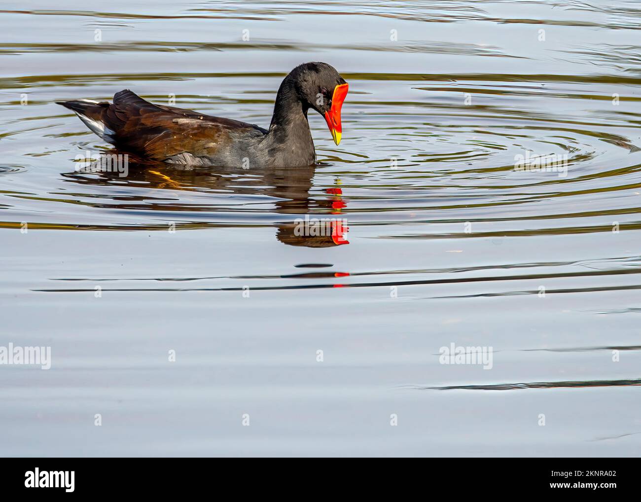 Male Moorhen On Lake looking for food in the water Stock Photo - Alamy