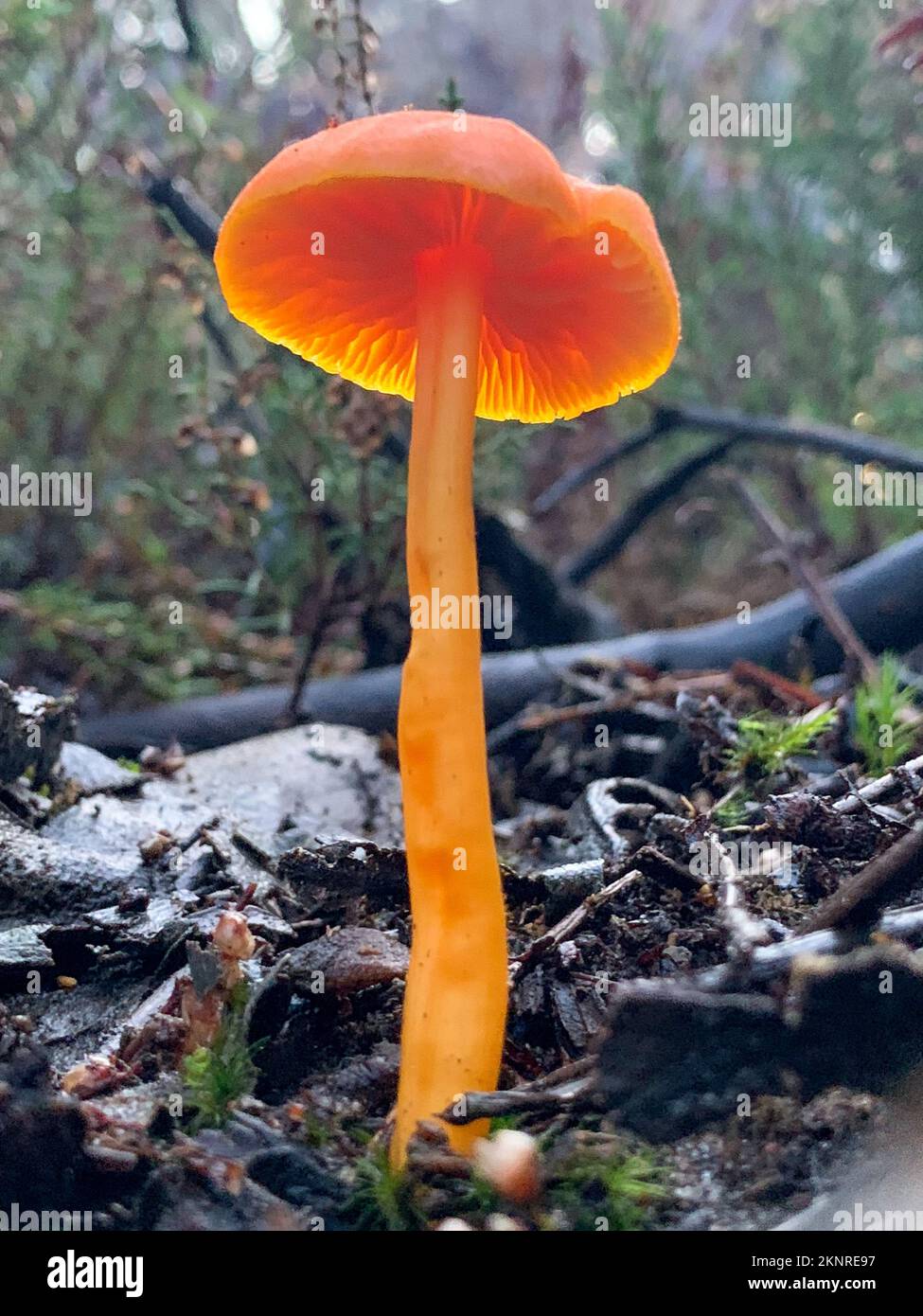 Waxcap, witch's hat, conical wax cap or conical slimy mushroom ...