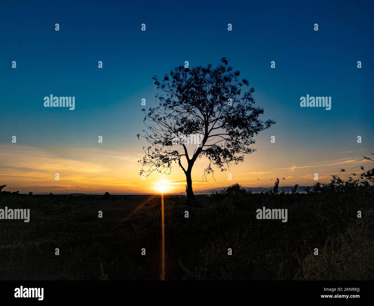 Siluet pohon hi-res stock photography and images - Alamy