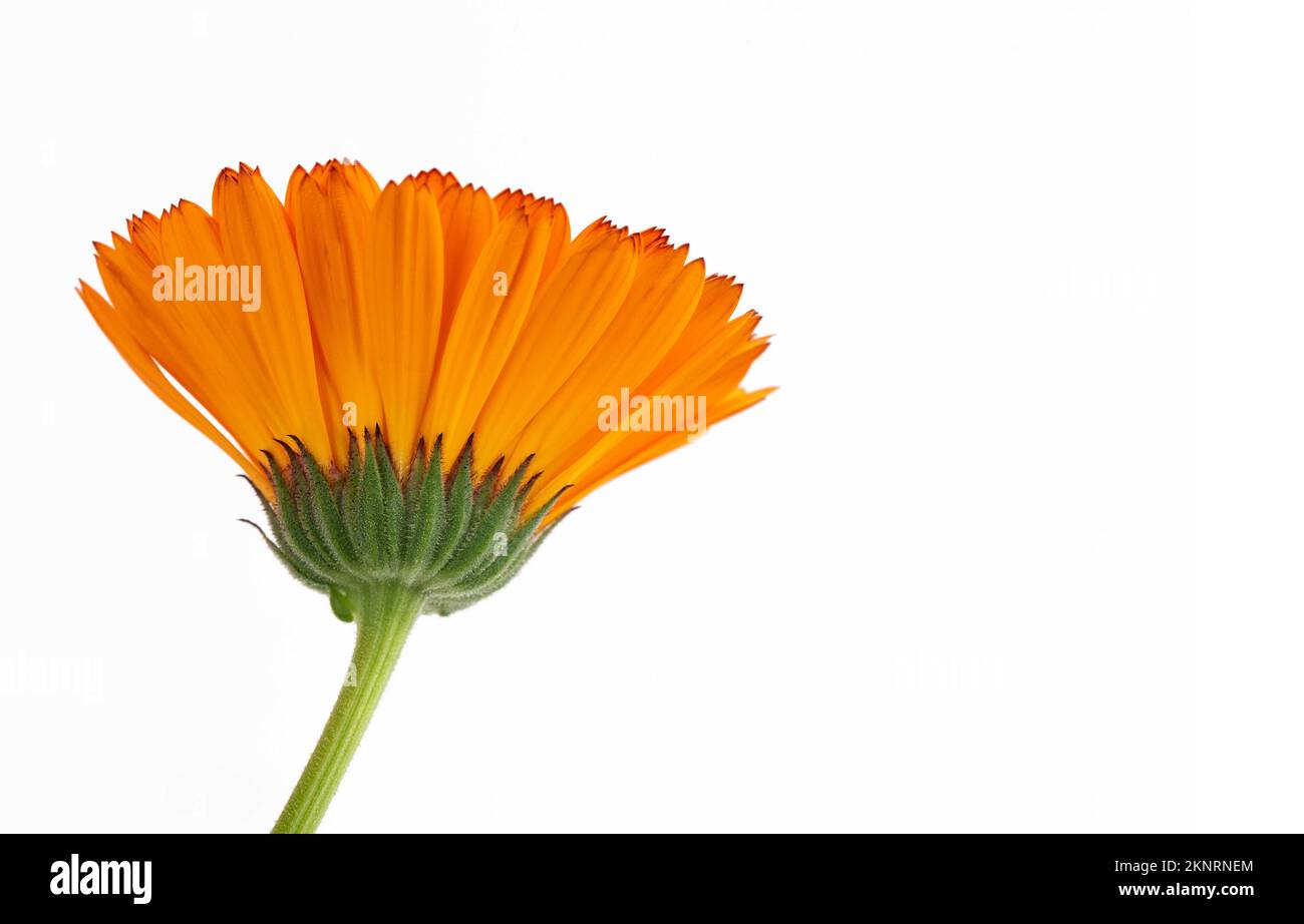 Calendula flower isolated on white Stock Photo - Alamy