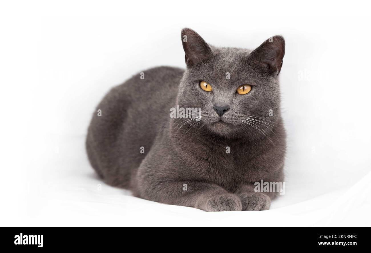 Chartreux breed hi-res stock photography and images - Alamy