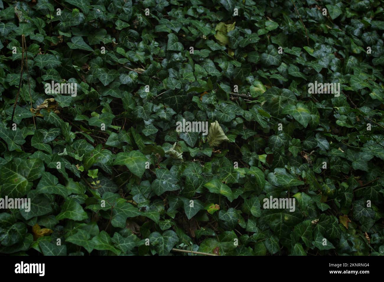 A closeup of an evergreen ivy climbing plant - perfect for backgrounds ...