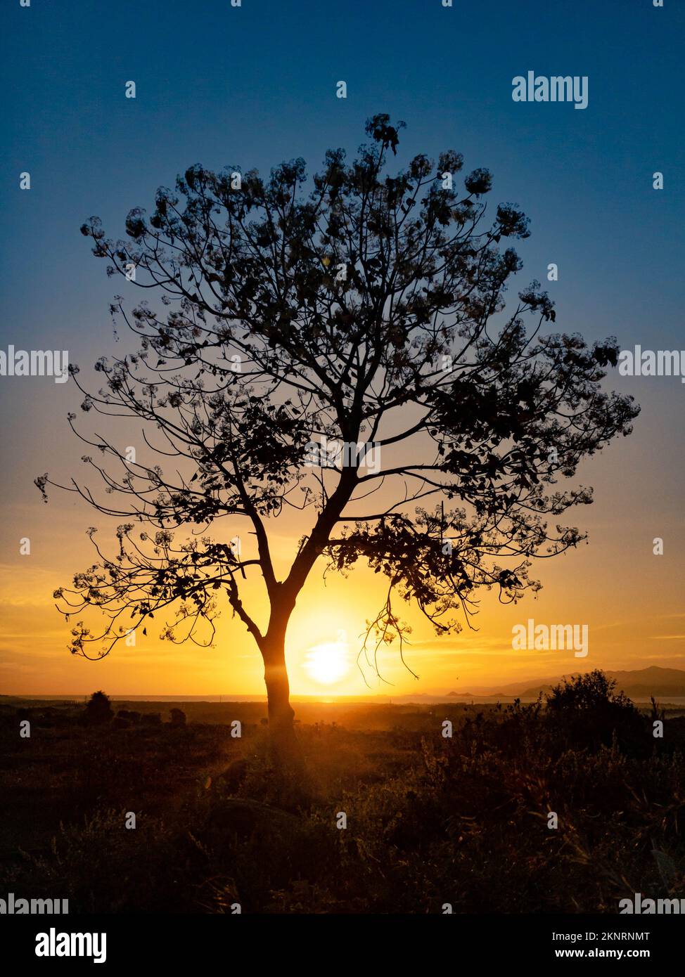 tree silhouette with sunrise in the morning Stock Photo - Alamy
