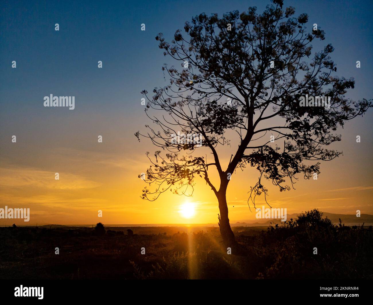 tree silhouette with sunrise in the morning Stock Photo - Alamy