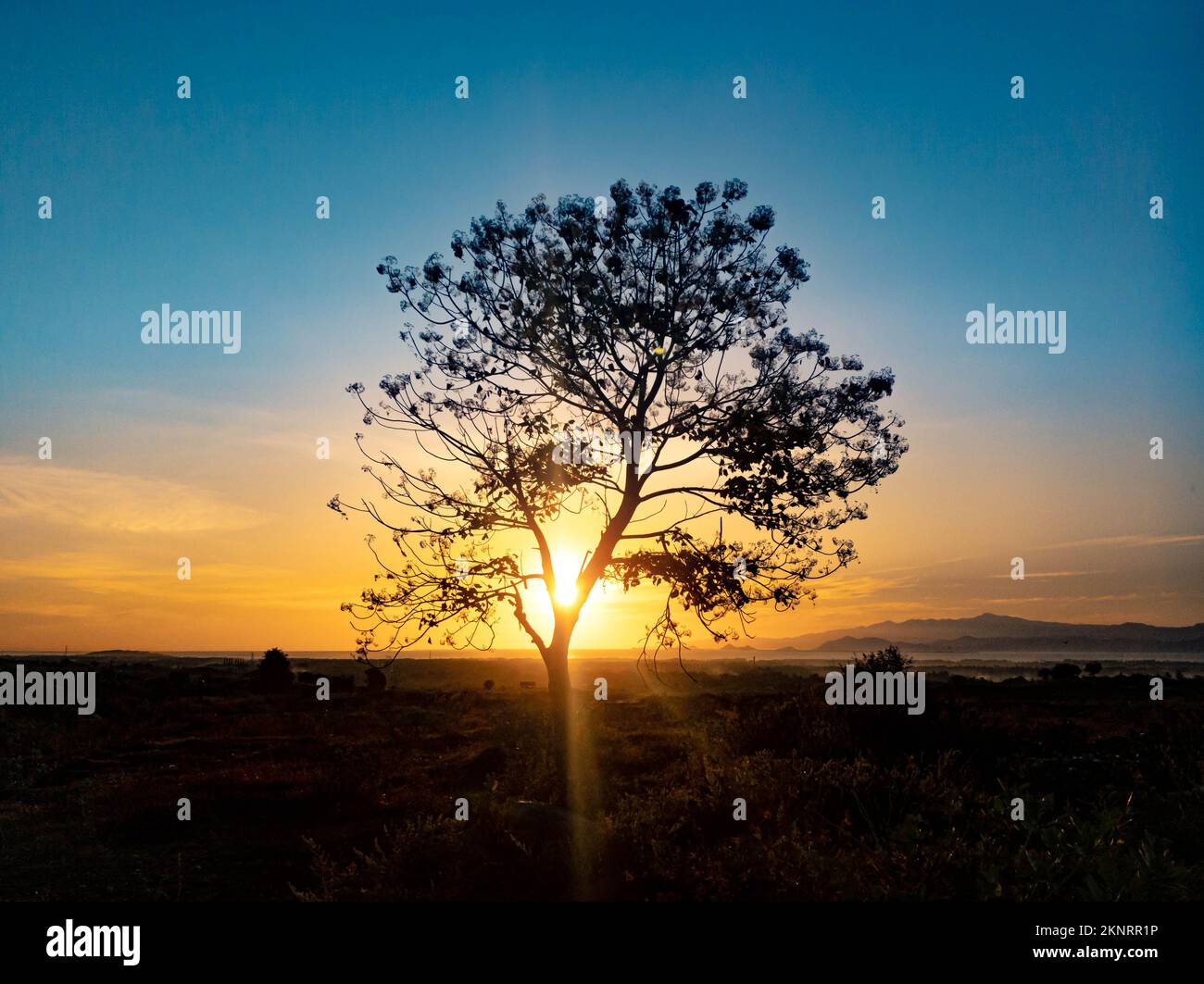 Siluet pohon hi-res stock photography and images - Alamy