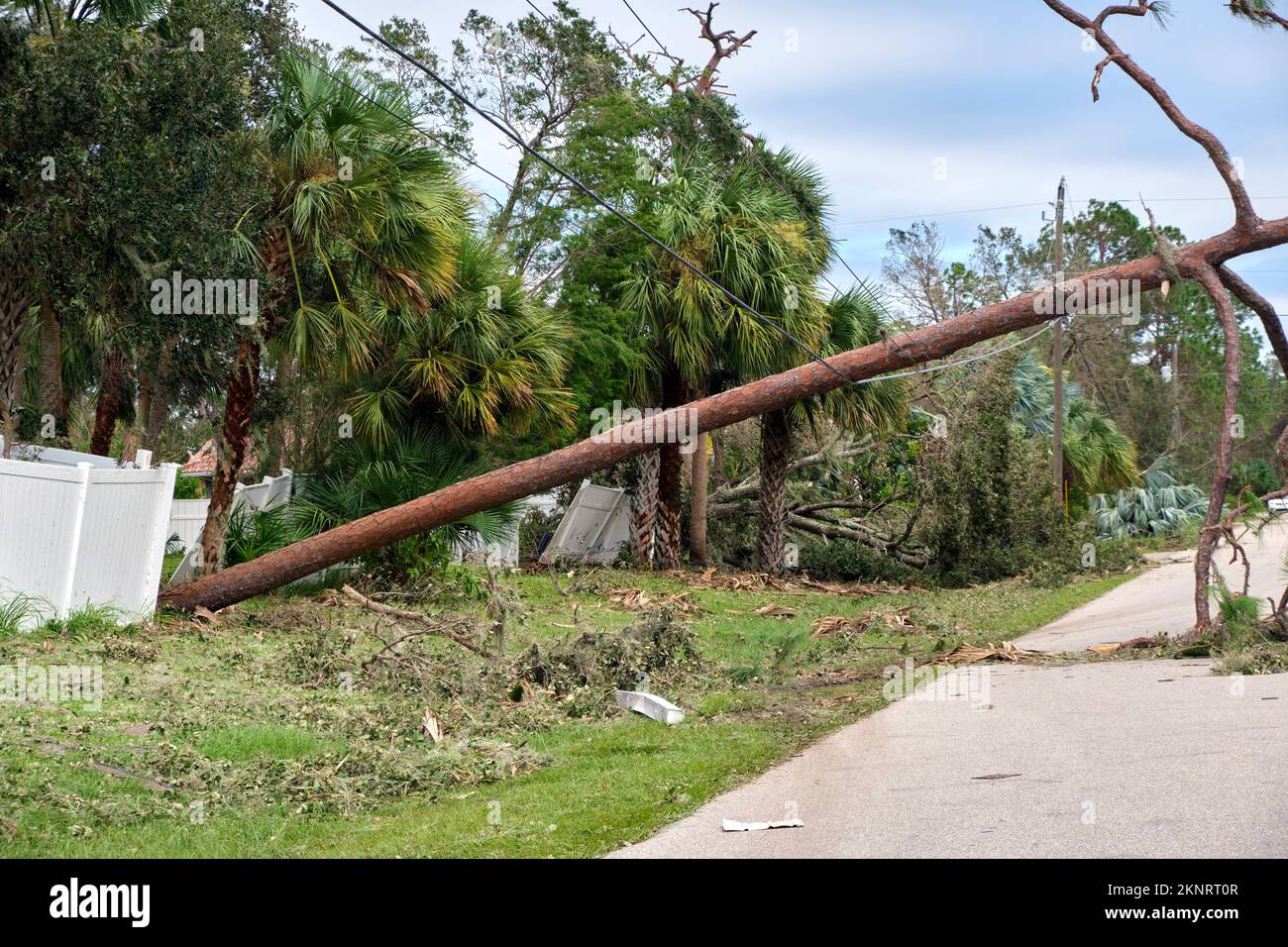 Fallen down big tree on power and communication lines after hurricane ...