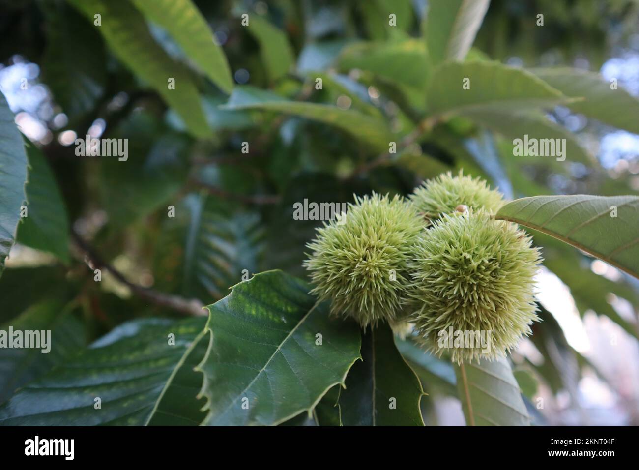 Castanea crenata hi-res stock photography and images - Alamy