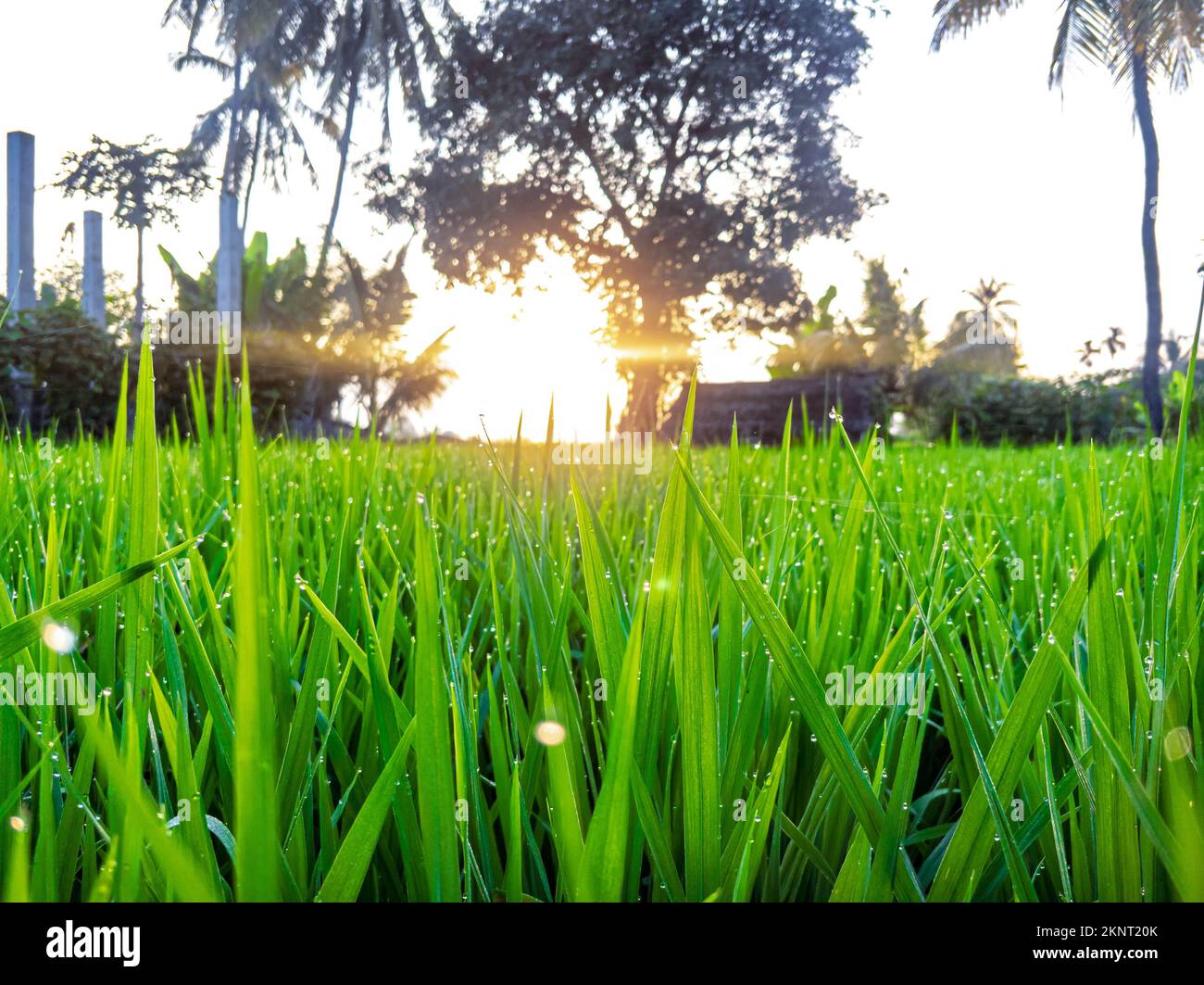 Rice plants in glass hi-res stock photography and images - Alamy
