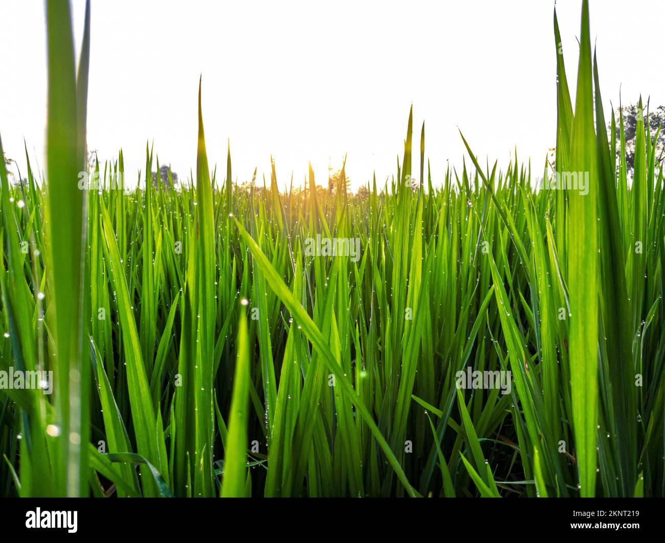 Rice plants in glass hi-res stock photography and images - Alamy