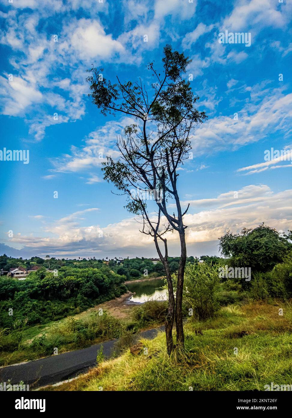 trees and grass by the roadside Stock Photo - Alamy