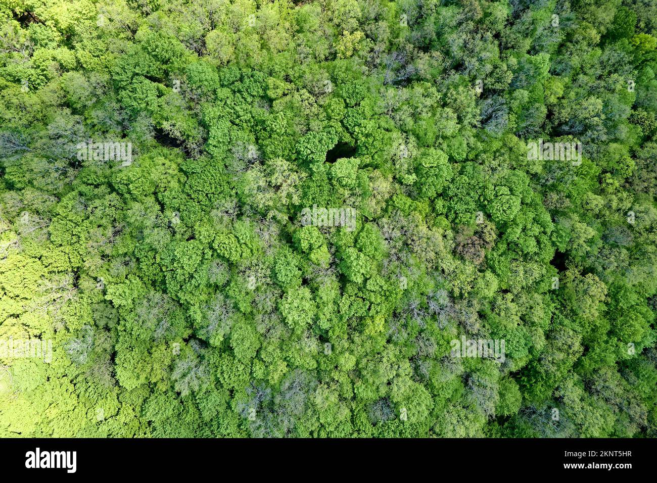 Top down flat aerial view of dark lush forest with green trees canopies ...