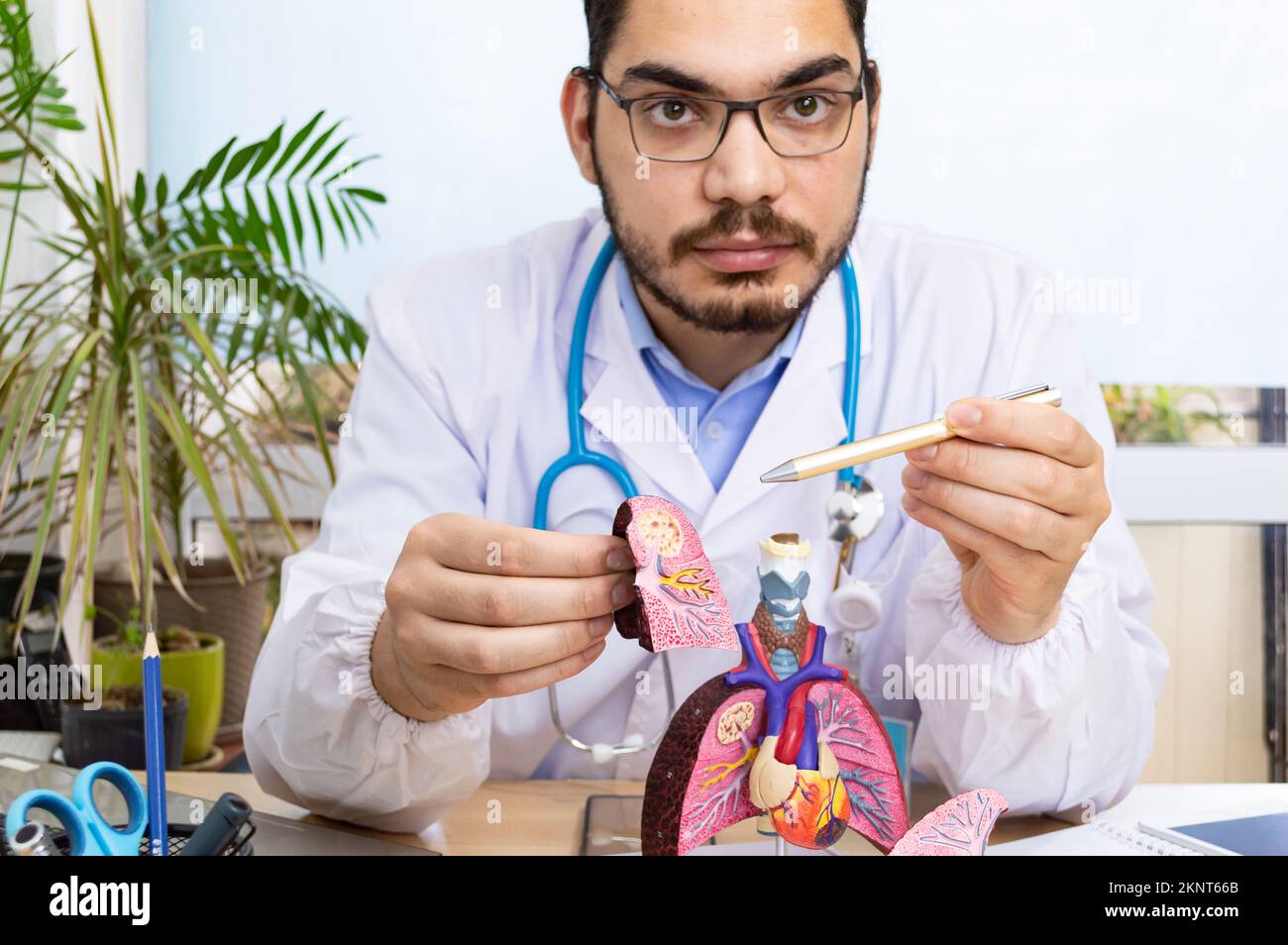 A doctor showing a patient an anatomical model of lungs Stock Photo - Alamy