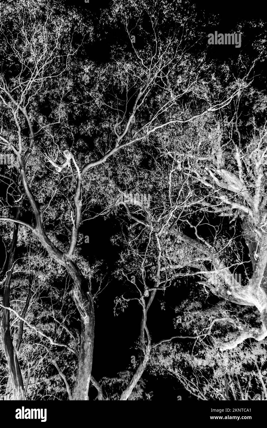 Inverted tree art hi-res stock photography and images - Alamy