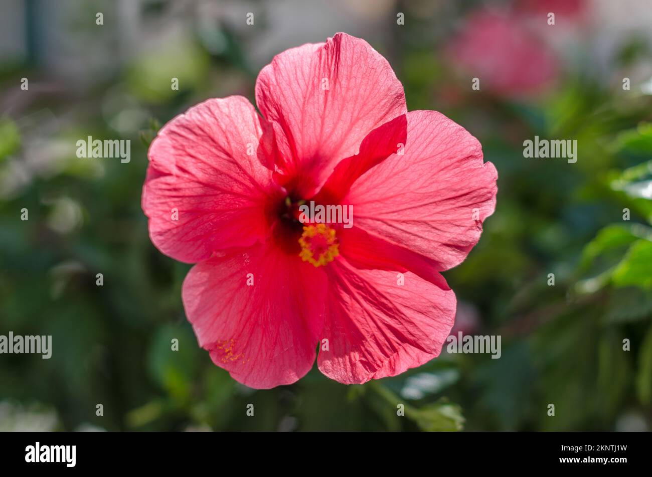 Detail of a red hibiscus flower, natural background Stock Photo - Alamy