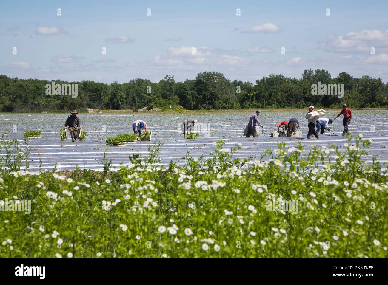 Mexican migrant workers planting seedlings in agricultural field on a ...