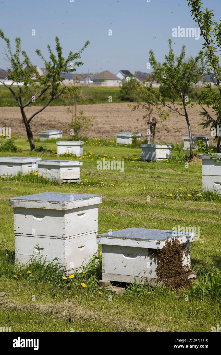 Honey producing bee hives at an apiary farm in spring Stock Photo - Alamy