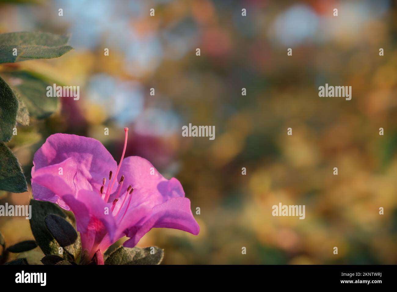 Bold pink azalea blooming with fall foliage in bokeh Stock Photo - Alamy