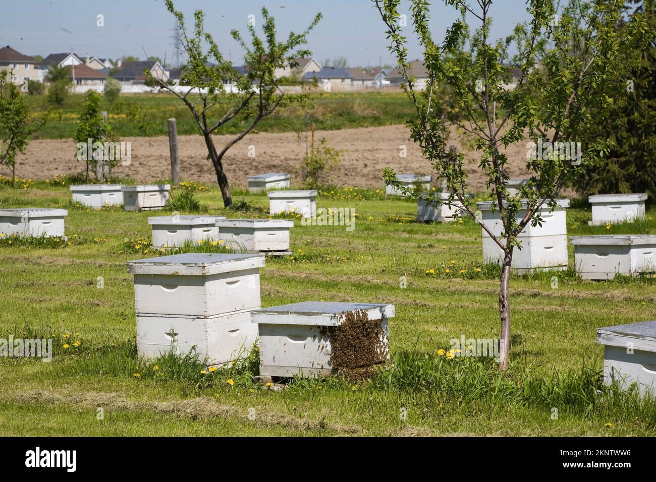 Honey producing bee hives at an apiary farm in spring Stock Photo - Alamy