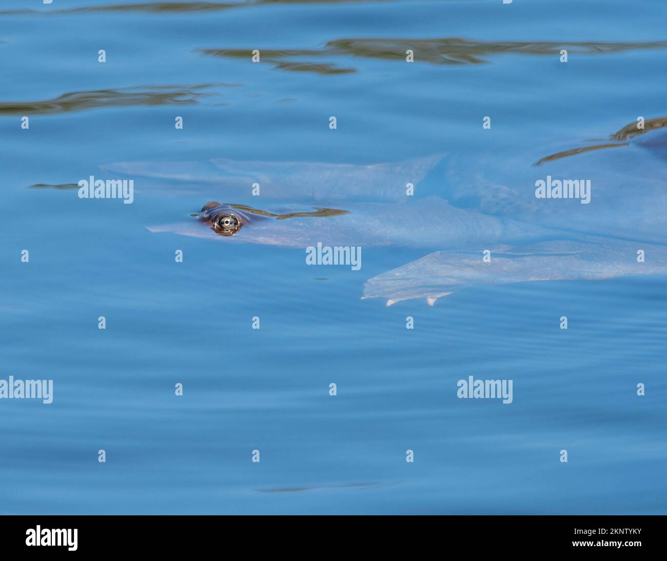 Florida Soft Shell Turtle swimming in a lake Stock Photo - Alamy