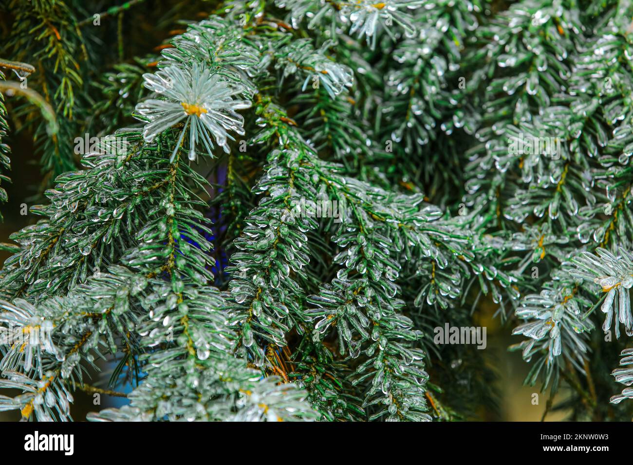 Closeup view of green fir tree branch covered with ice Stock Photo - Alamy