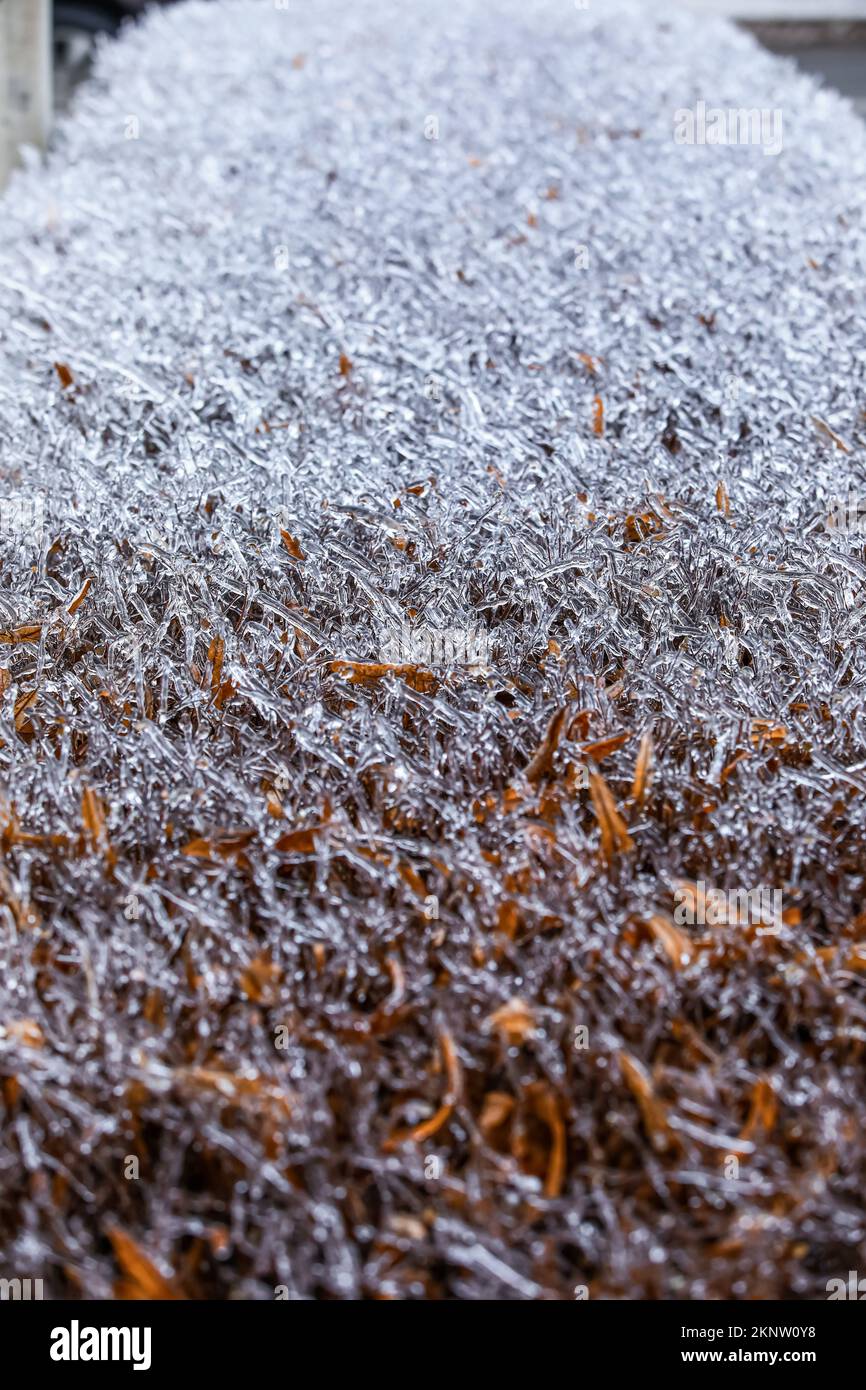 Icy bush on winter day, closeup Stock Photo - Alamy