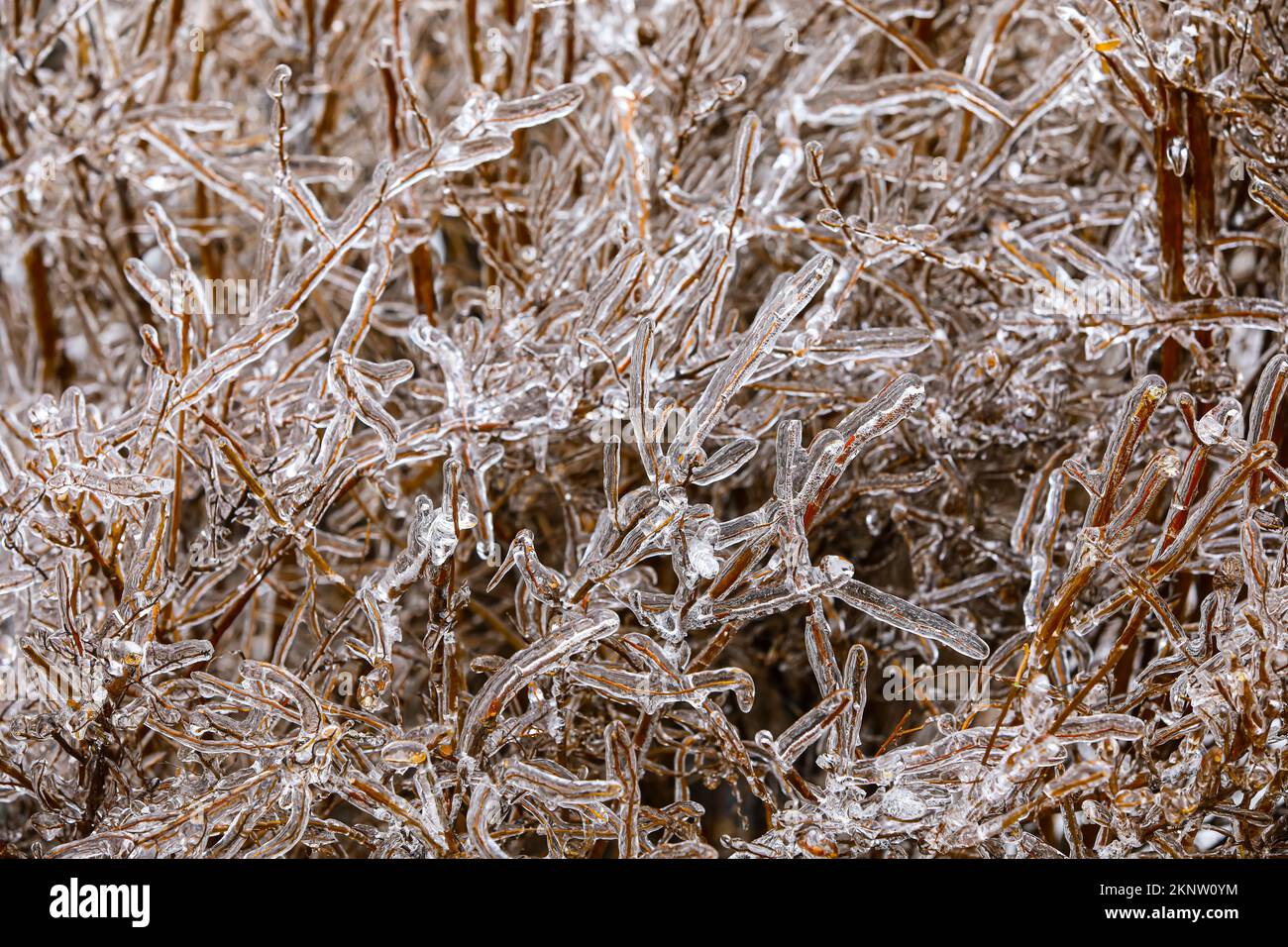 Snowy tree in winter with many branches and twigs hi-res stock photography and images - Alamy