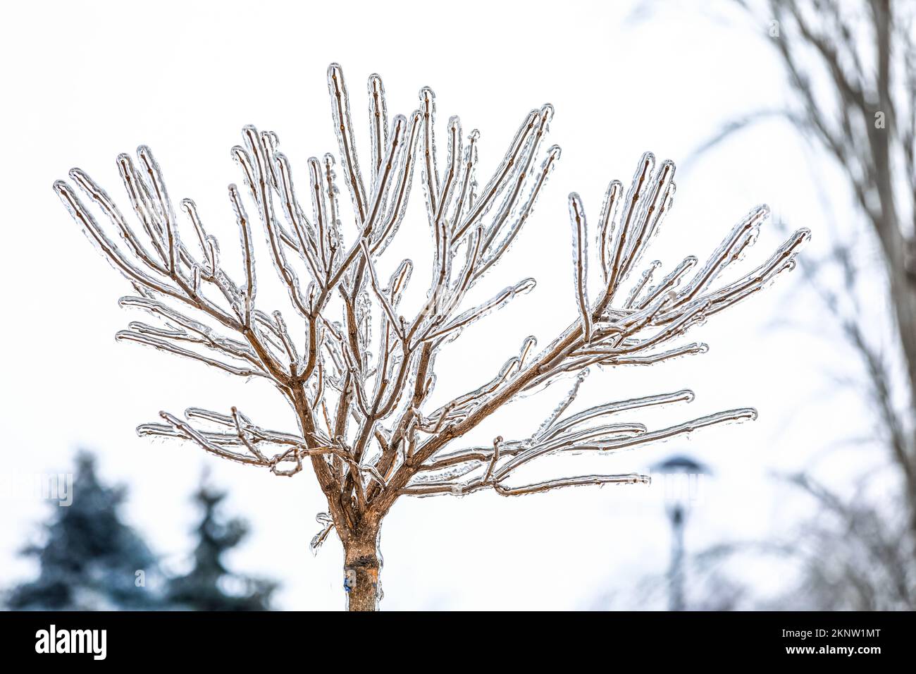 Small tree covered with ice on sky background Stock Photo - Alamy