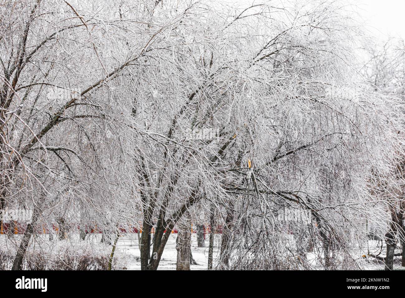 Beautiful trees with icy branches in winter park Stock Photo - Alamy